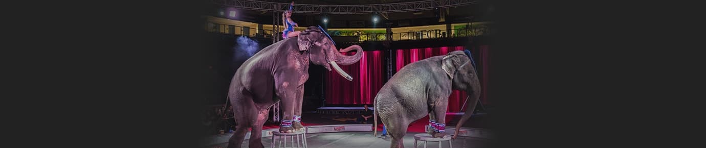 Circus Flora Tickets